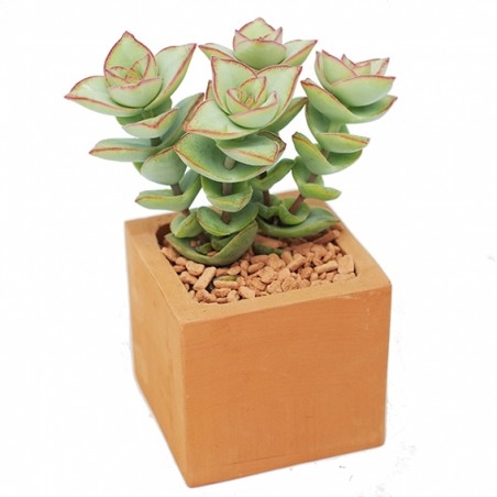 Crassula perforata Conjuncta - Succulente Exotique|Atelier Succulentes